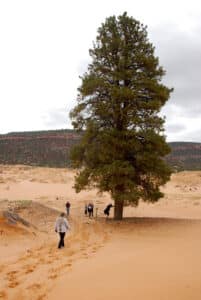 Discover the Majestic Trees of East Zion | EastZion.com
